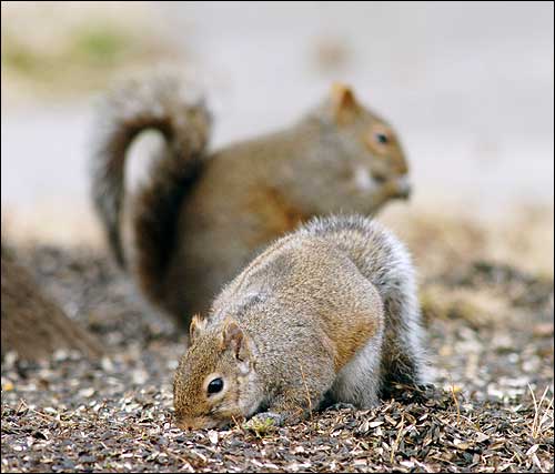 Here’s the nut: KSU squirrels tops | News, Sports, Jobs - Lawrence ...